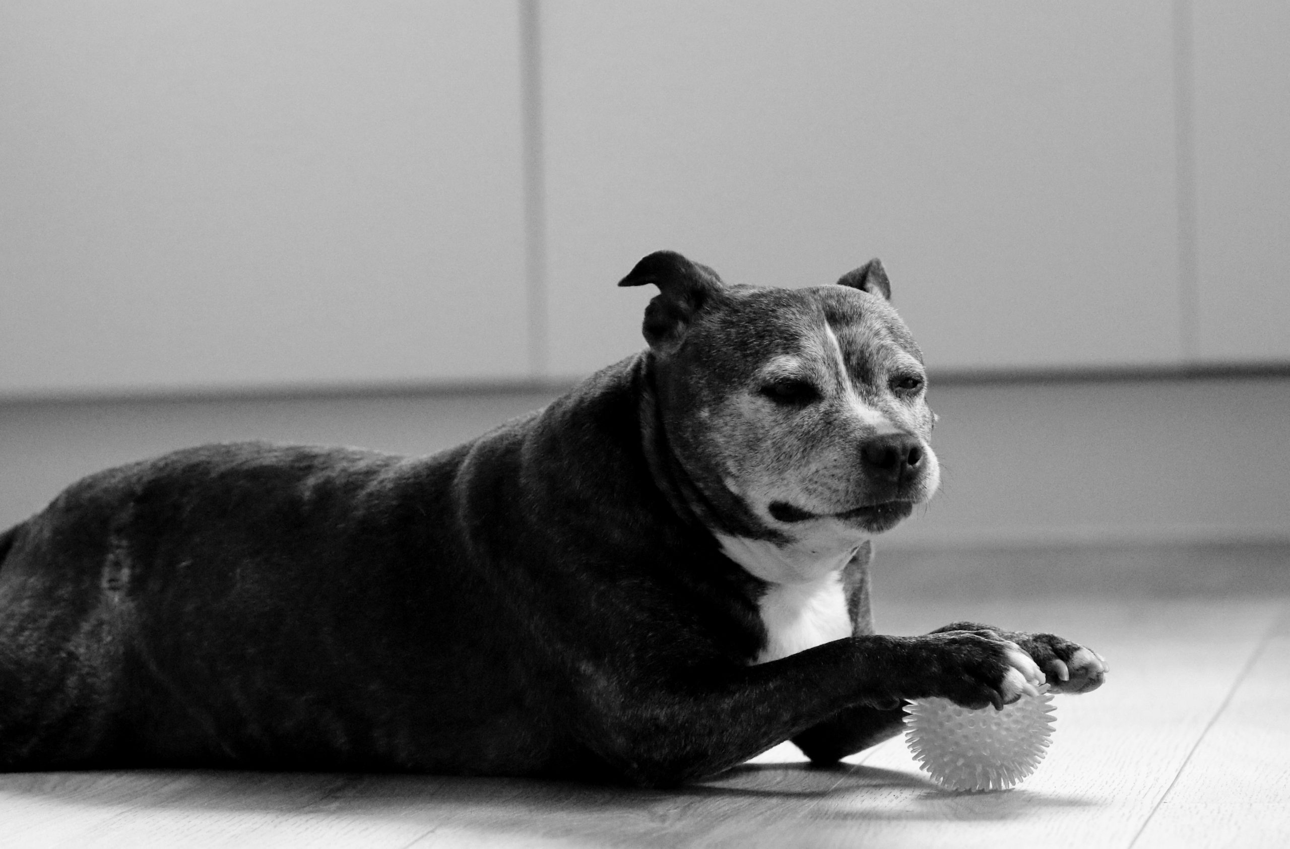 Busy, but still have availability - Steve Rolfe Photography